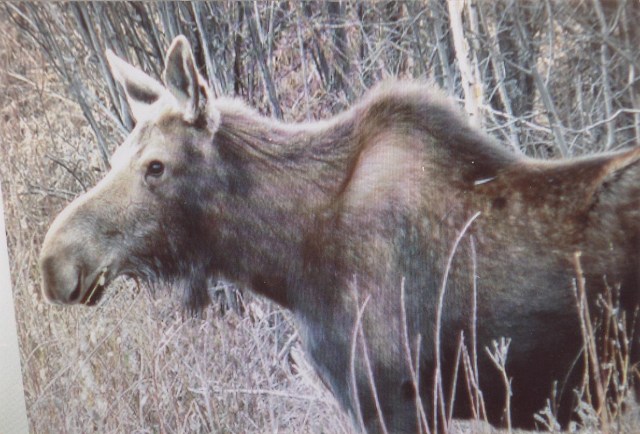 Moose Hair Tufting | Nancy Hager – Yukon Traditional Art
